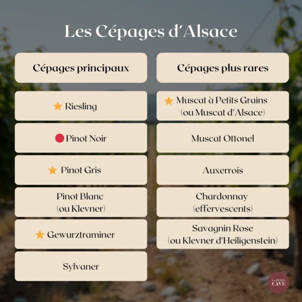 👑 Les cépages nobles d’Alsace