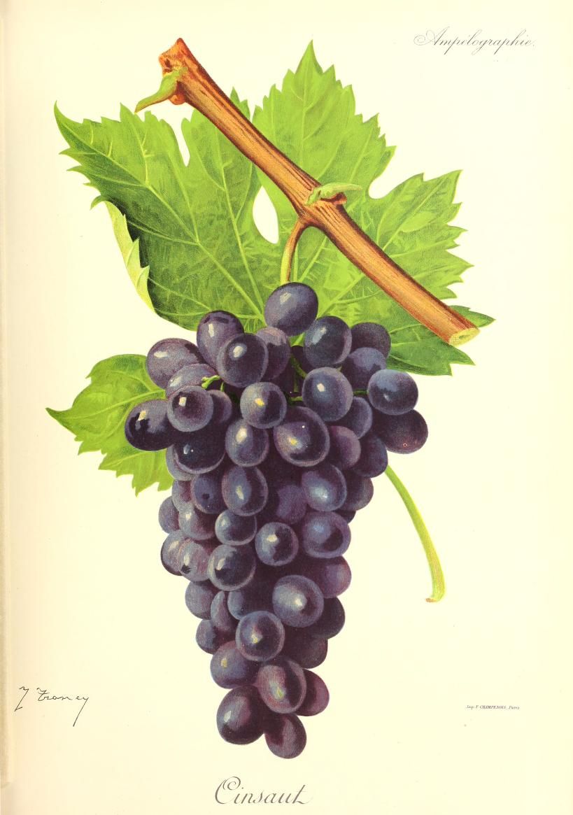 Cépage Cinsault 6 choses à savoir